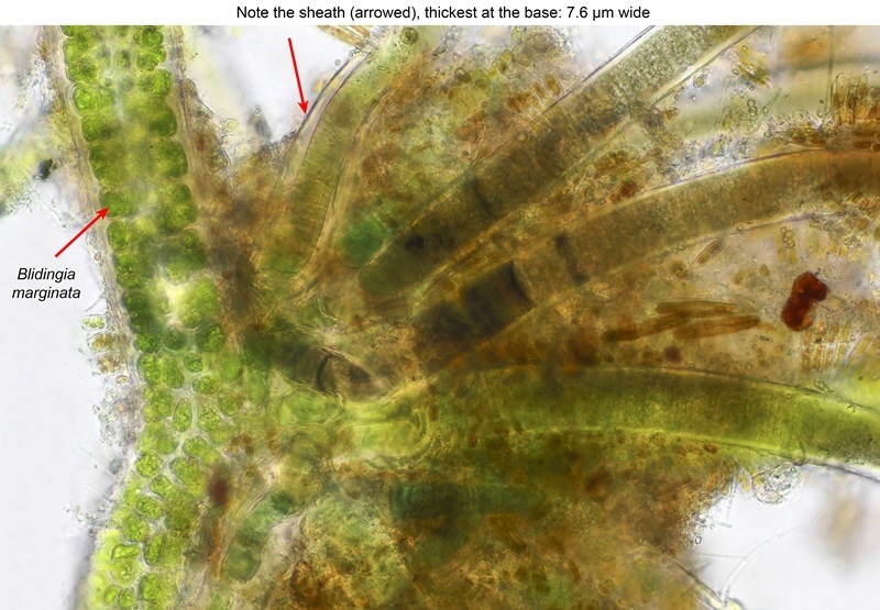 Lyngbya majuscula Harvey ex Gomont, 1892