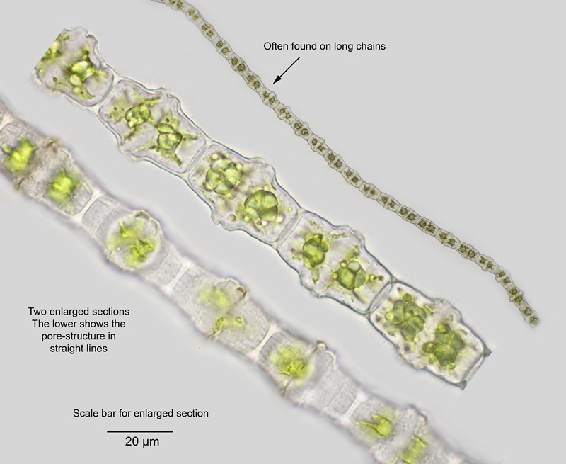 Ralfs, J. (1848). The British Desmidieae.