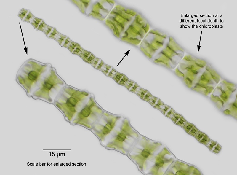 Ralfs, J. (1848). The British Desmidieae.