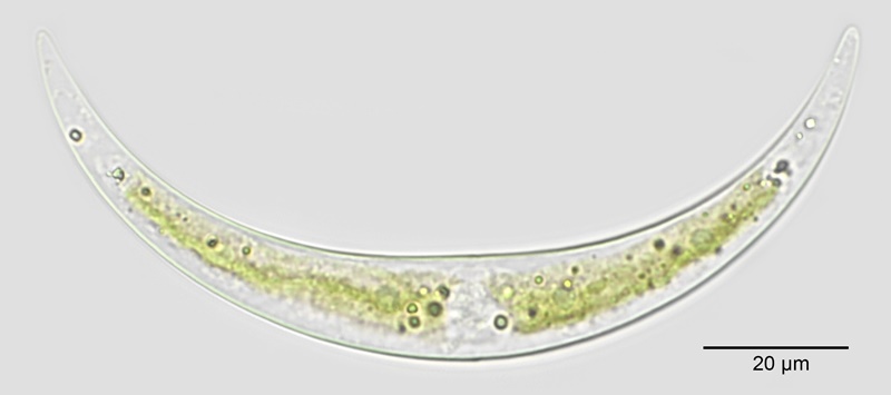 Van Westen, M. (2024). Sieralgen in Drenthe.