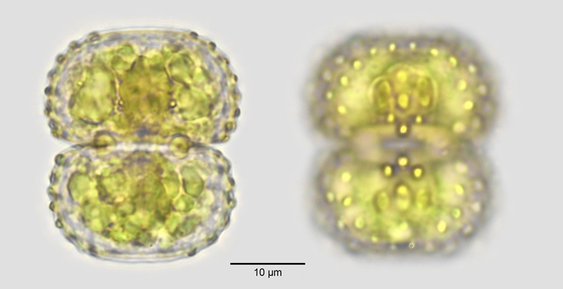 Kouwets, F.A.C. (in manuscript) European Flora of the Desmid Genus ...