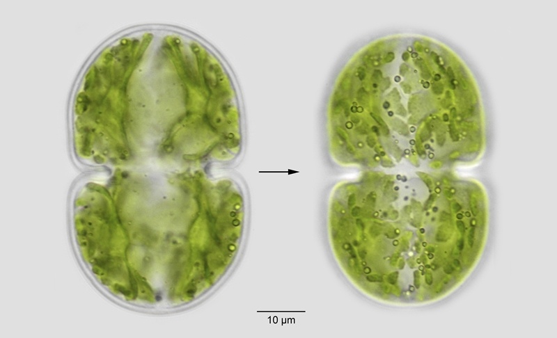 West, W. & West, G.S (1908). A Monograph of the British Desmidiaceae ...