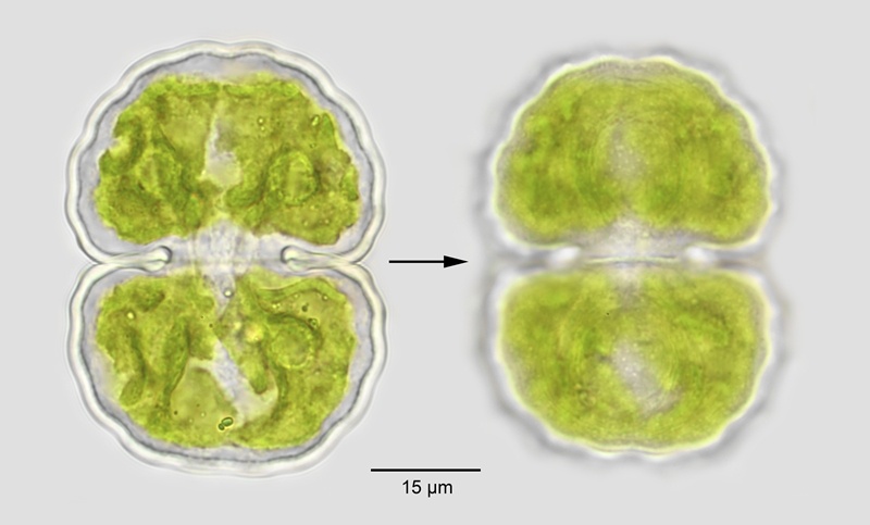 Wille, N. (1880). Bidrag till Kundskaben om Norges Ferskvandsalger 1 ...