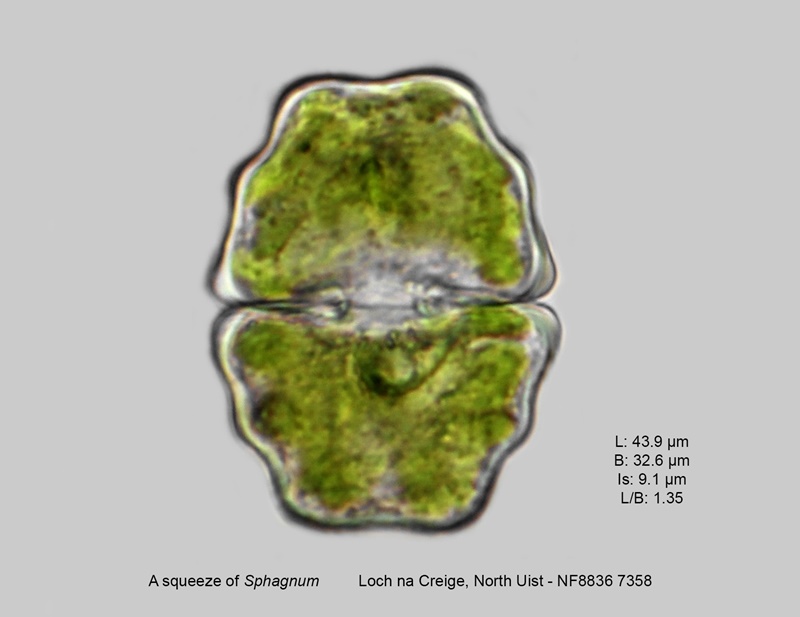 West, W. & West, G.S (1908). A Monograph of the British Desmidiaceae ...