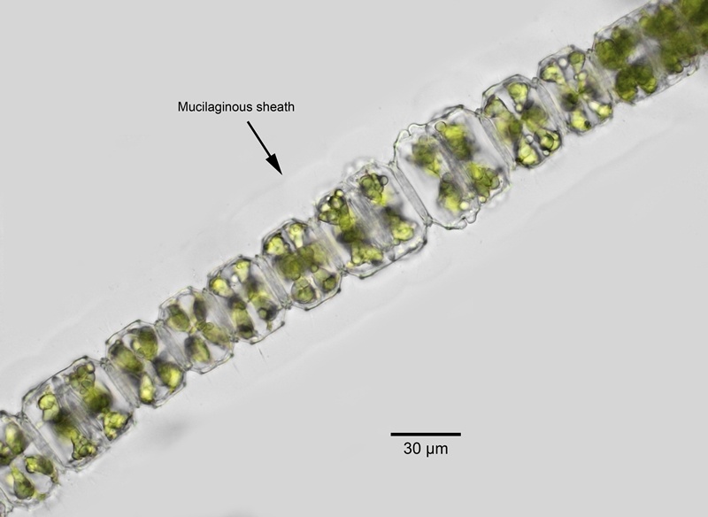 West, W., West, G.S. & Carter, N. (1923). A Monograph of the British ...