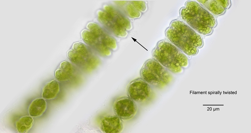 West, W., West, G.S. & Carter, N. (1923). A Monograph of the British ...