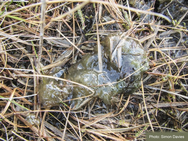 Van Westen, M.C. (2024). Sieralgen in Drenthe.