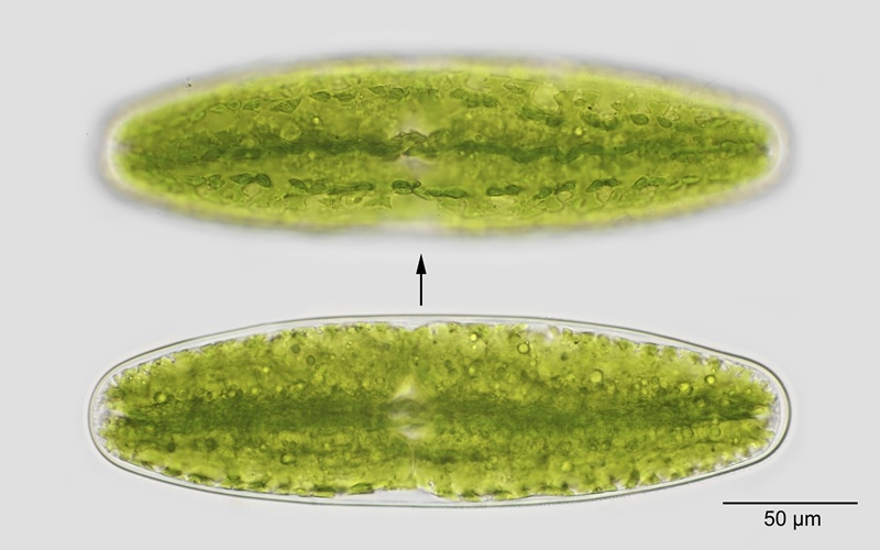 West, W. & West, G.S. (1904). . A Monograph of the British Desmidiaceae ...