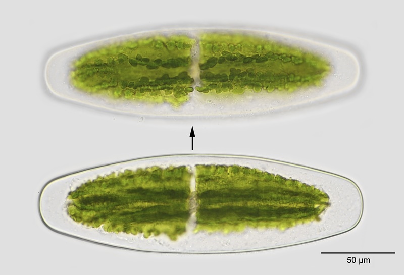 West, W. & West, G.S. (1904). A Monograph of the British Desmidiaceae ...