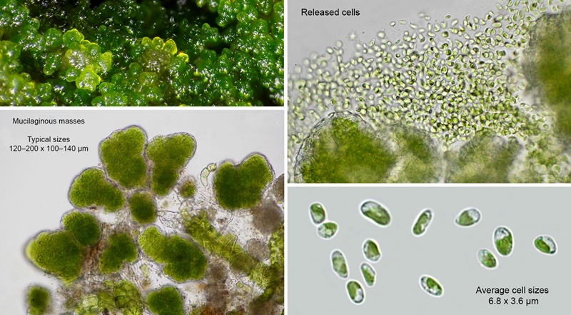 John, Whitton & Brook (2011) - The Freshwater Algal Flora of the ...