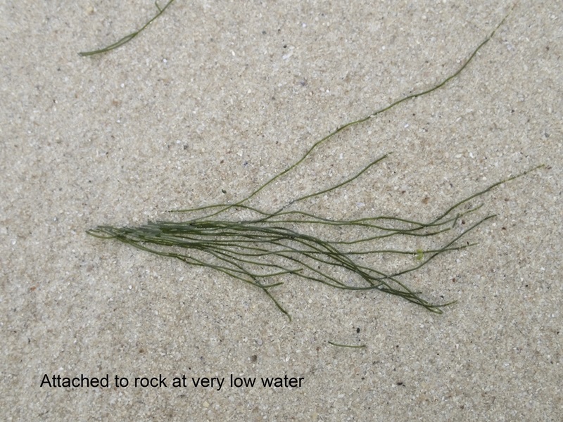 Burrows (2013) - Seaweeds of the British Isles, Volume 2 Chlorophyta