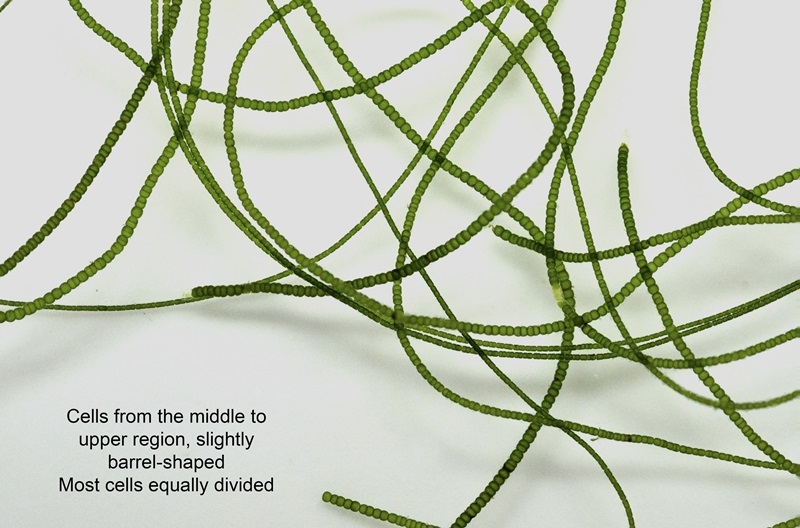 Chaetomorpha linum (O.F. Müller) Kützing, 1845