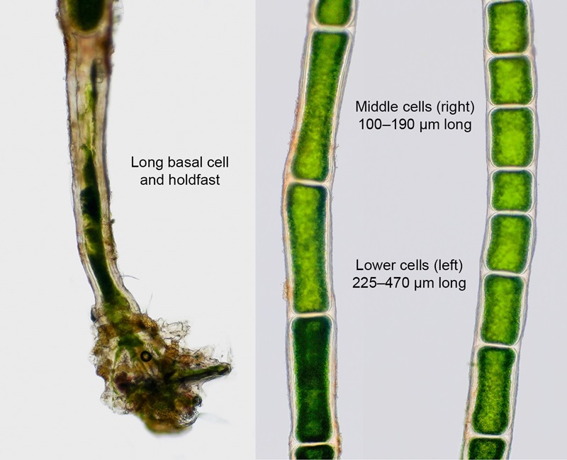 Chaetomorpha linum (O.F. Müller) Kützing, 1845