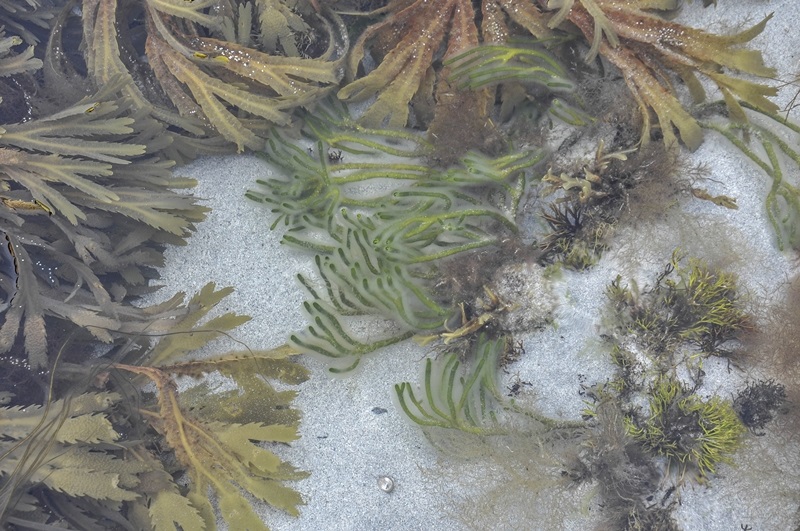 Bunker, Brodie, Maggs & Bunker (2017) - Seaweeds of Britain and Ireland