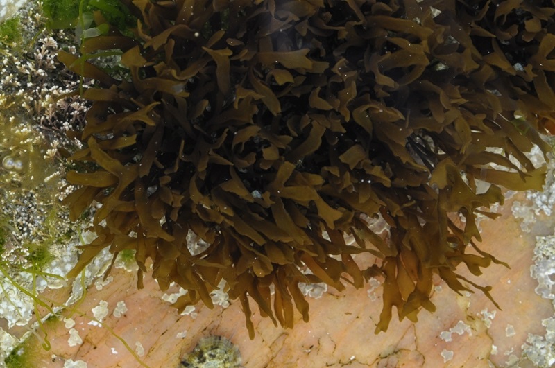 Bunker, et al - Seaweeds of Britain and Ireland