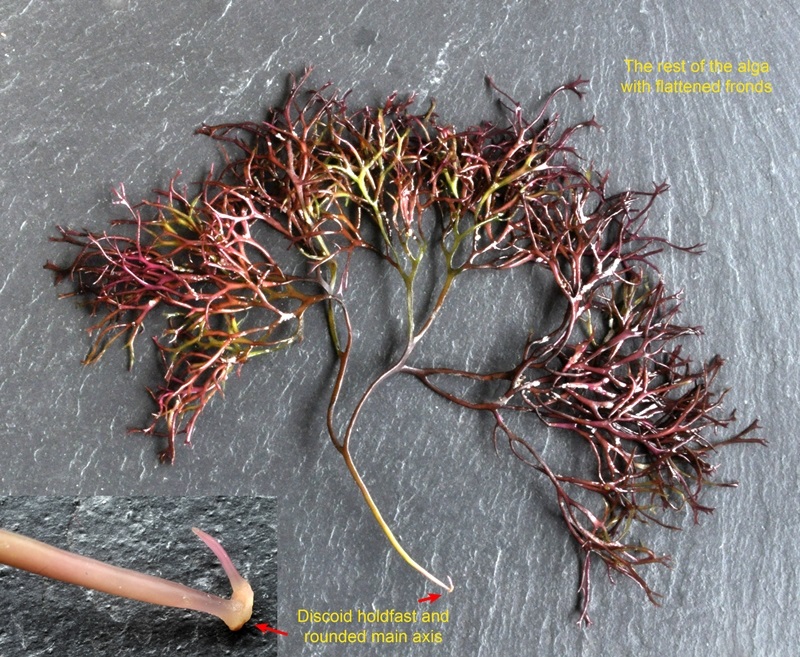 Bunker, Brodie, Maggs & Bunker (2017) - Seaweeds of Britain and Ireland