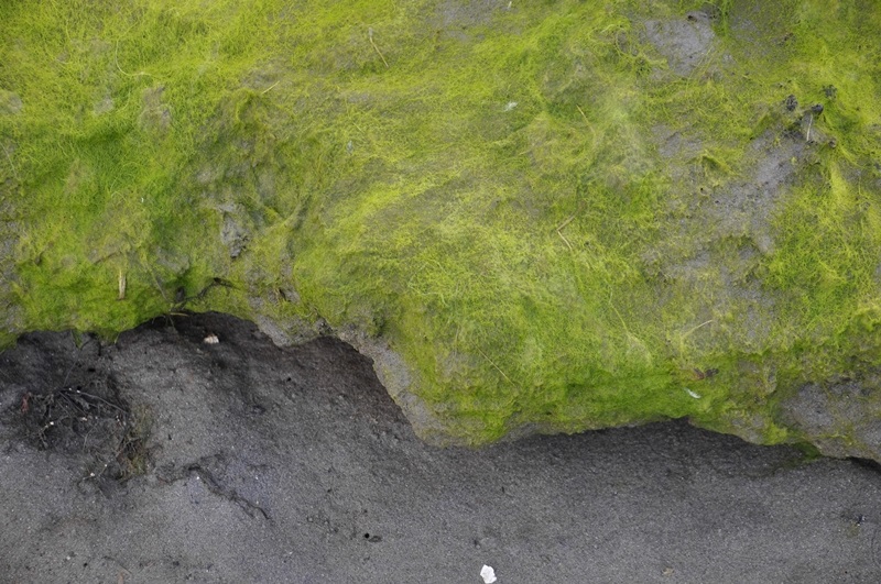 Rhizoclonium riparium (Roth) Harvey, 1849