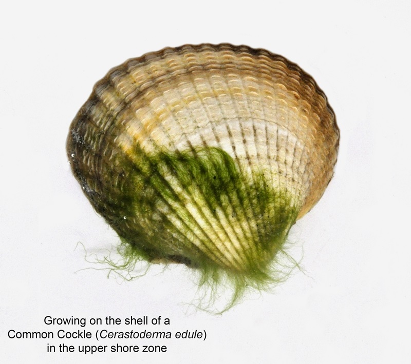 Ulothrix flacca Marine Alga