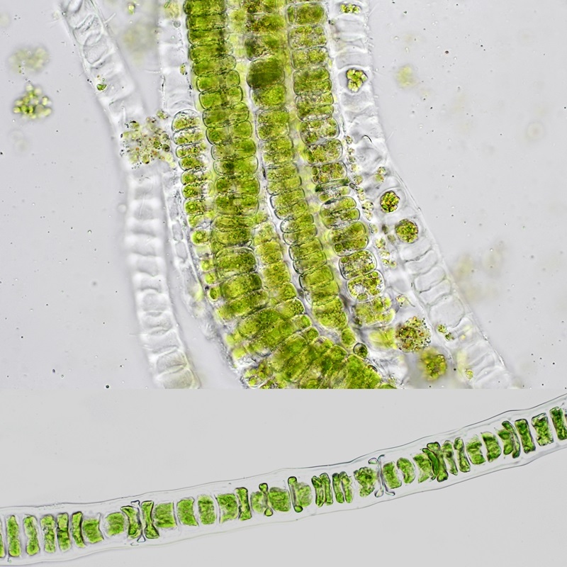 Ulothrix flacca Marine Alga
